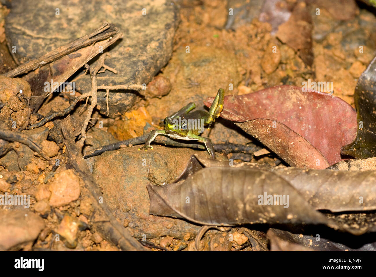 Green antelopus limosus. Frog species endemic to Panama Stock Photo - Alamy