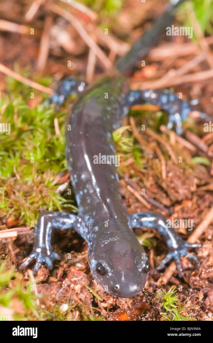 The Blue-spotted salamander, Ambystoma laterale, native to the Great ...