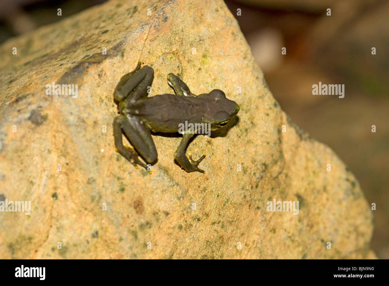 Antelopus limosus frog. Endemic to Panama Stock Photo - Alamy
