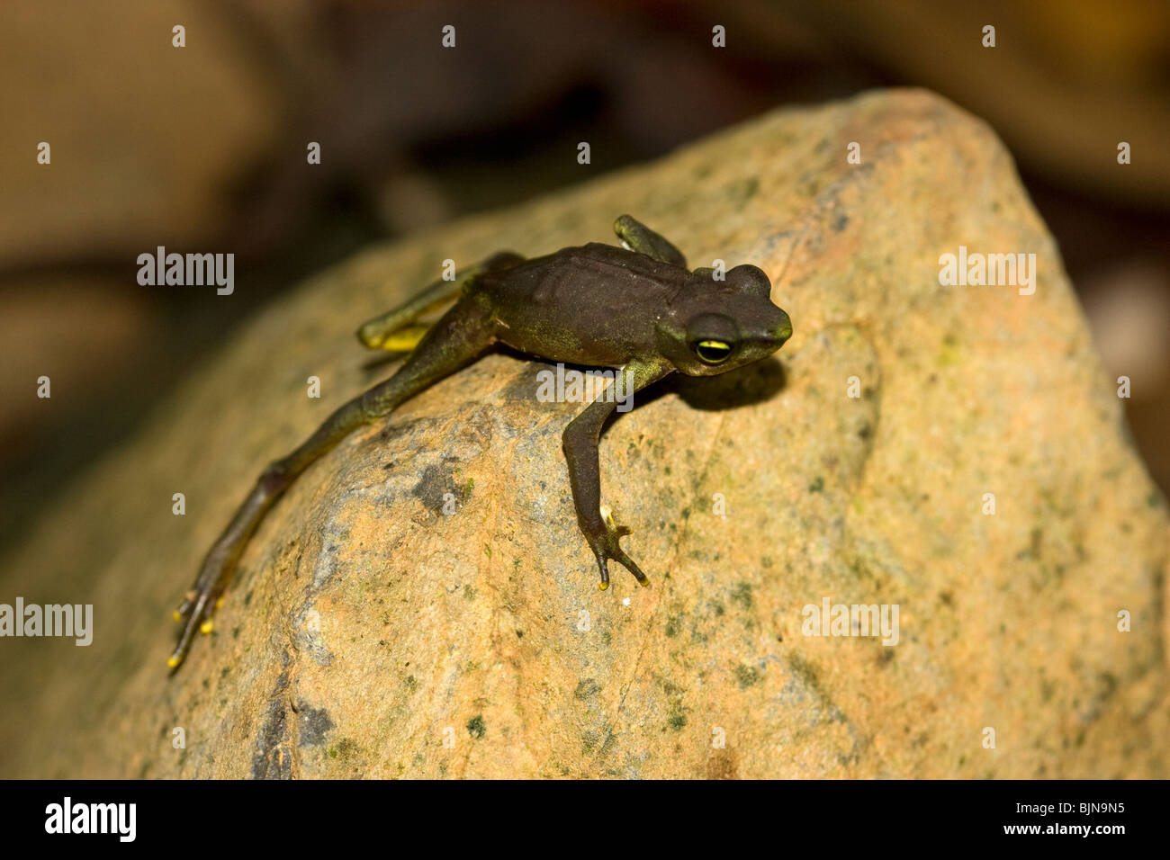 Antelopus limosus frog. Endemic to Panama Stock Photo - Alamy