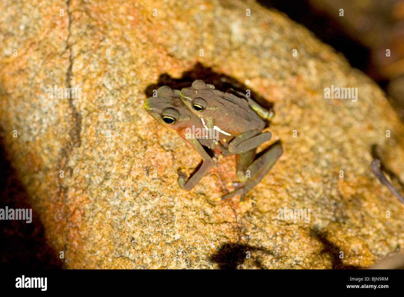 Panama frogs hi-res stock photography and images - Alamy