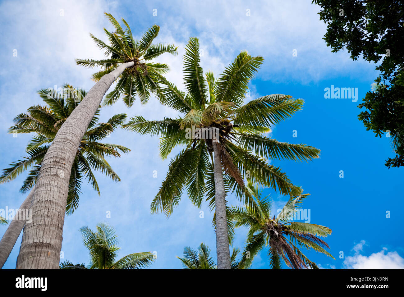 Fiji palm trees hi-res stock photography and images - Alamy