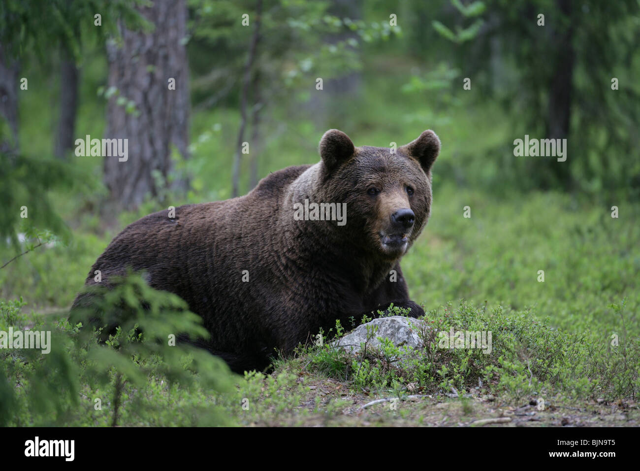 Male European Brown Bear Ursus arctos Stock Photo - Alamy
