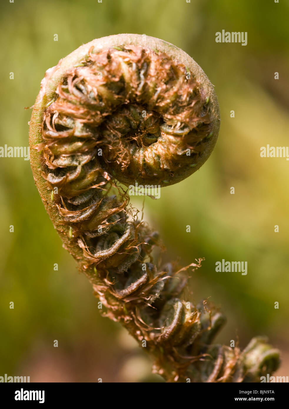 Bracken shoot close up hi-res stock photography and images - Alamy