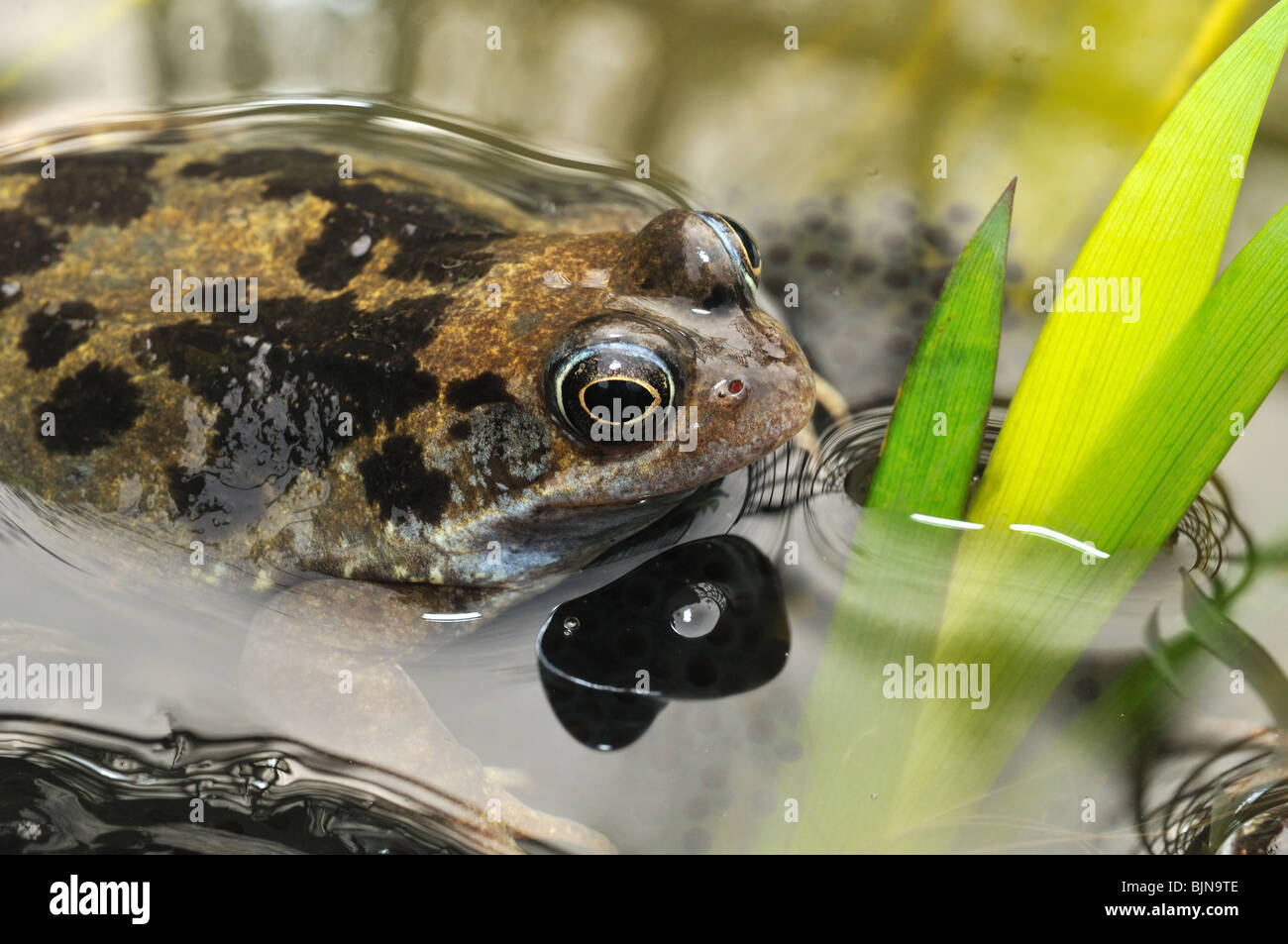 Common frog in pond Stock Photo - Alamy