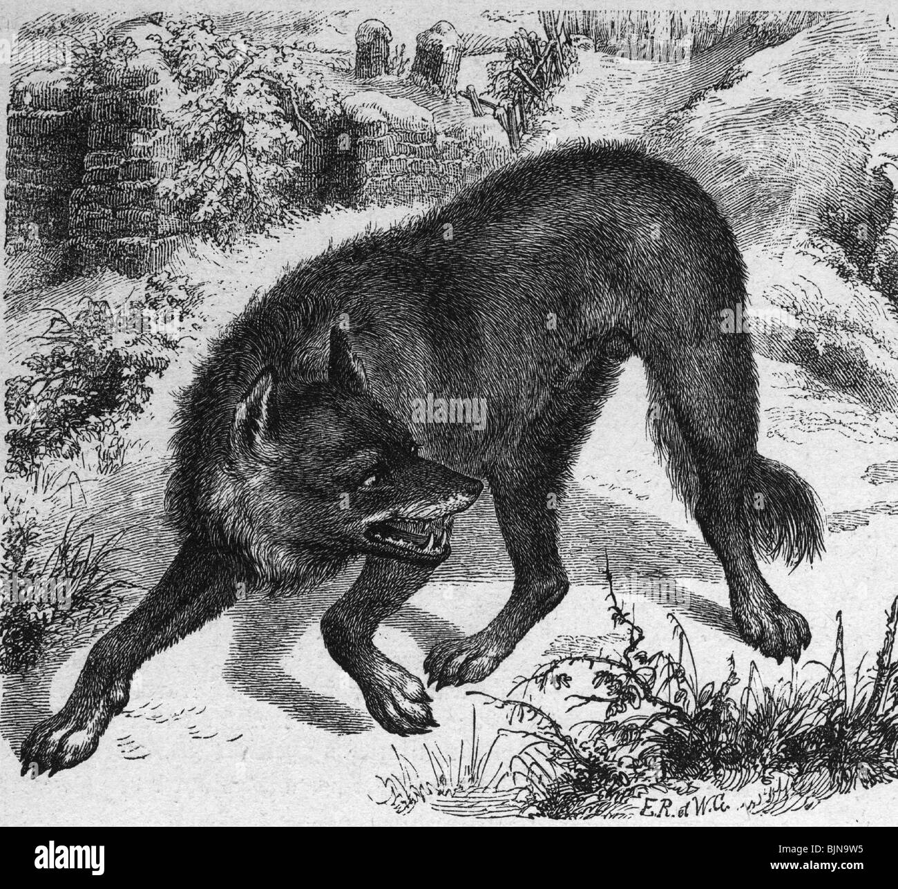 zoology, wolf (Canis lupus), wood engraving, 19th century, historic ...