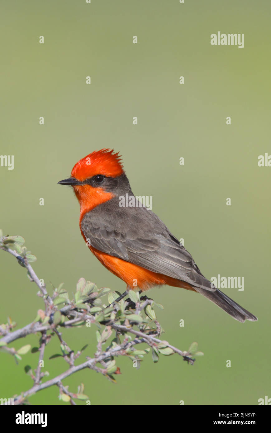 Flycatcher species hi-res stock photography and images - Alamy