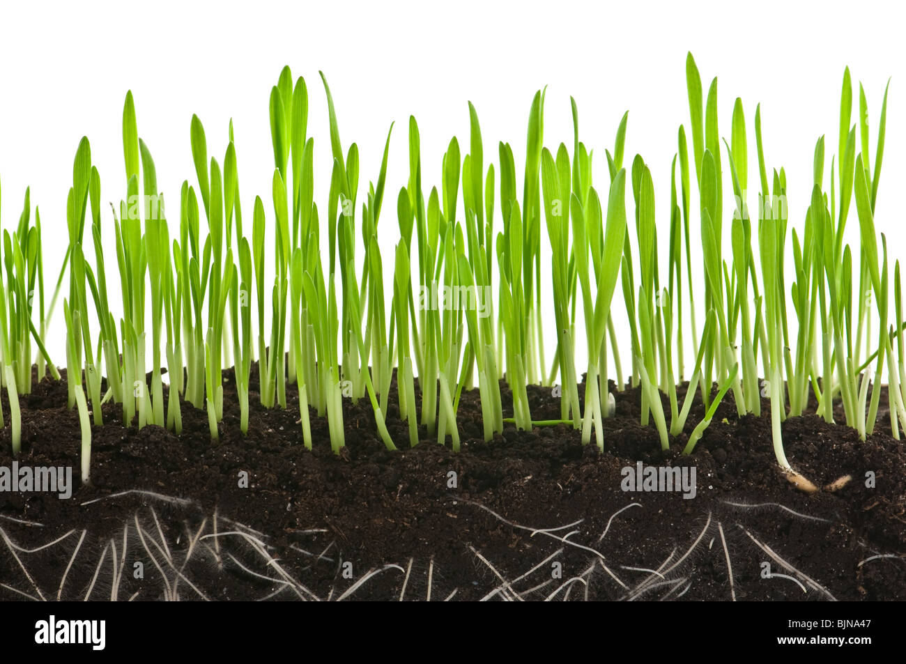 green grass isolated on white background Stock Photo - Alamy