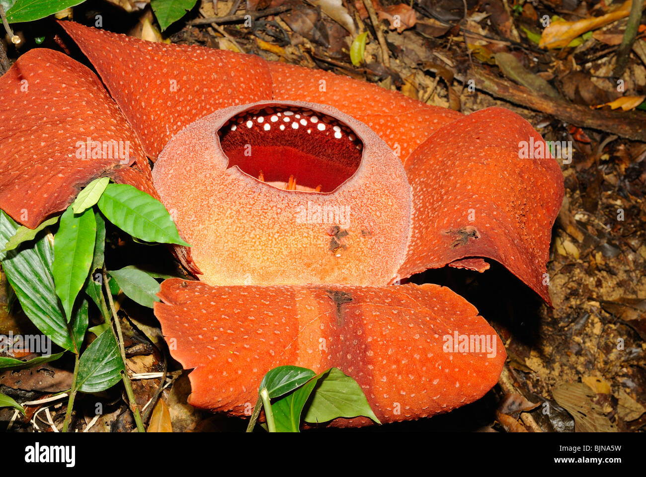 Tetrastigma rafflesia hi-res stock photography and images - Alamy