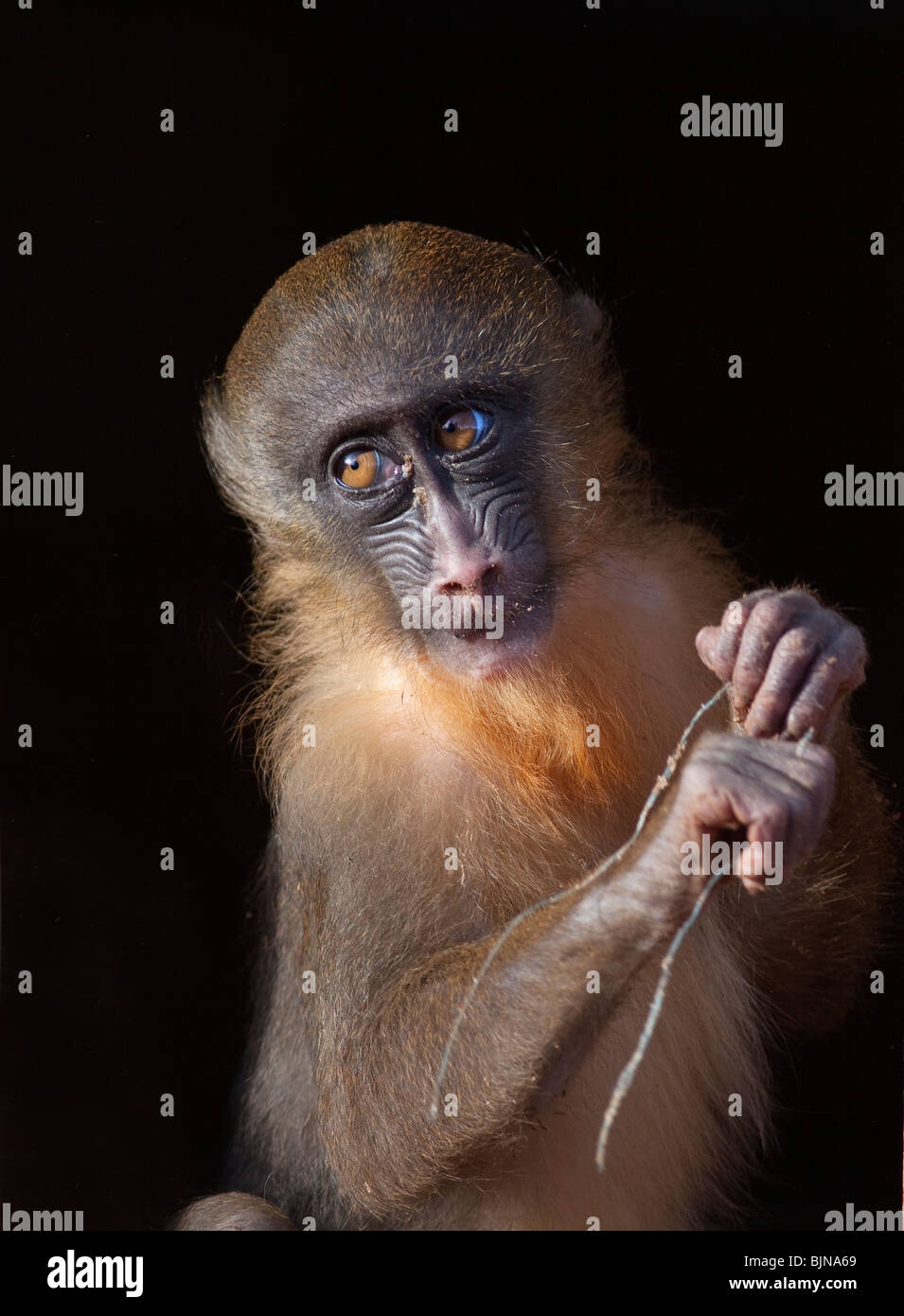 Young Mandrill Monkey cleaning teeth Stock Photo - Alamy