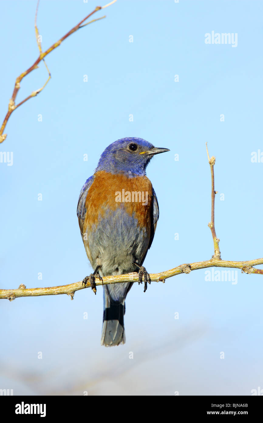 Western Bluebird Adult Male Stock Photo - Alamy