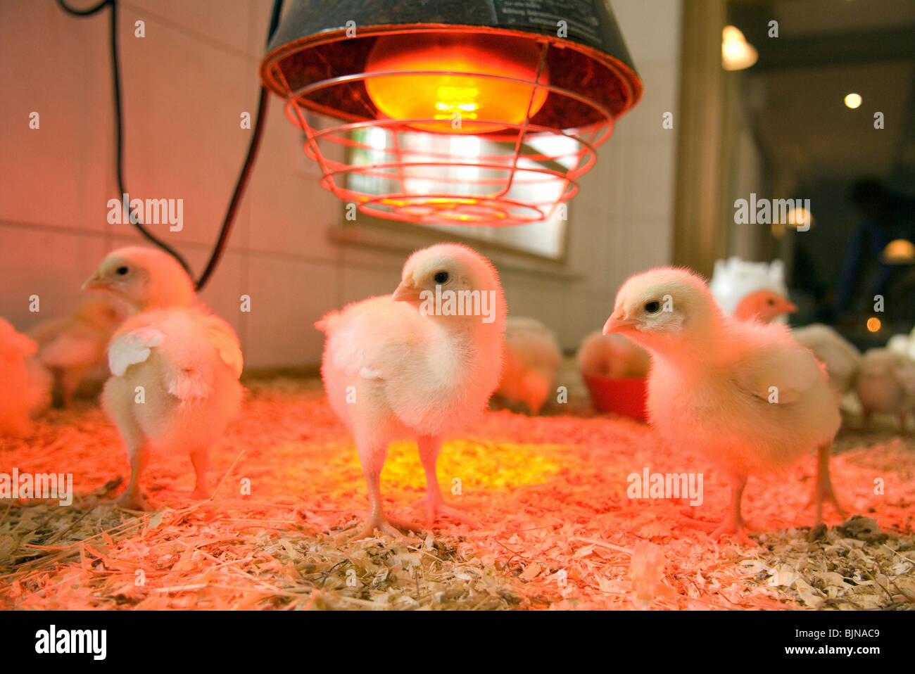 Breeding of chickens hi-res stock photography and images - Alamy