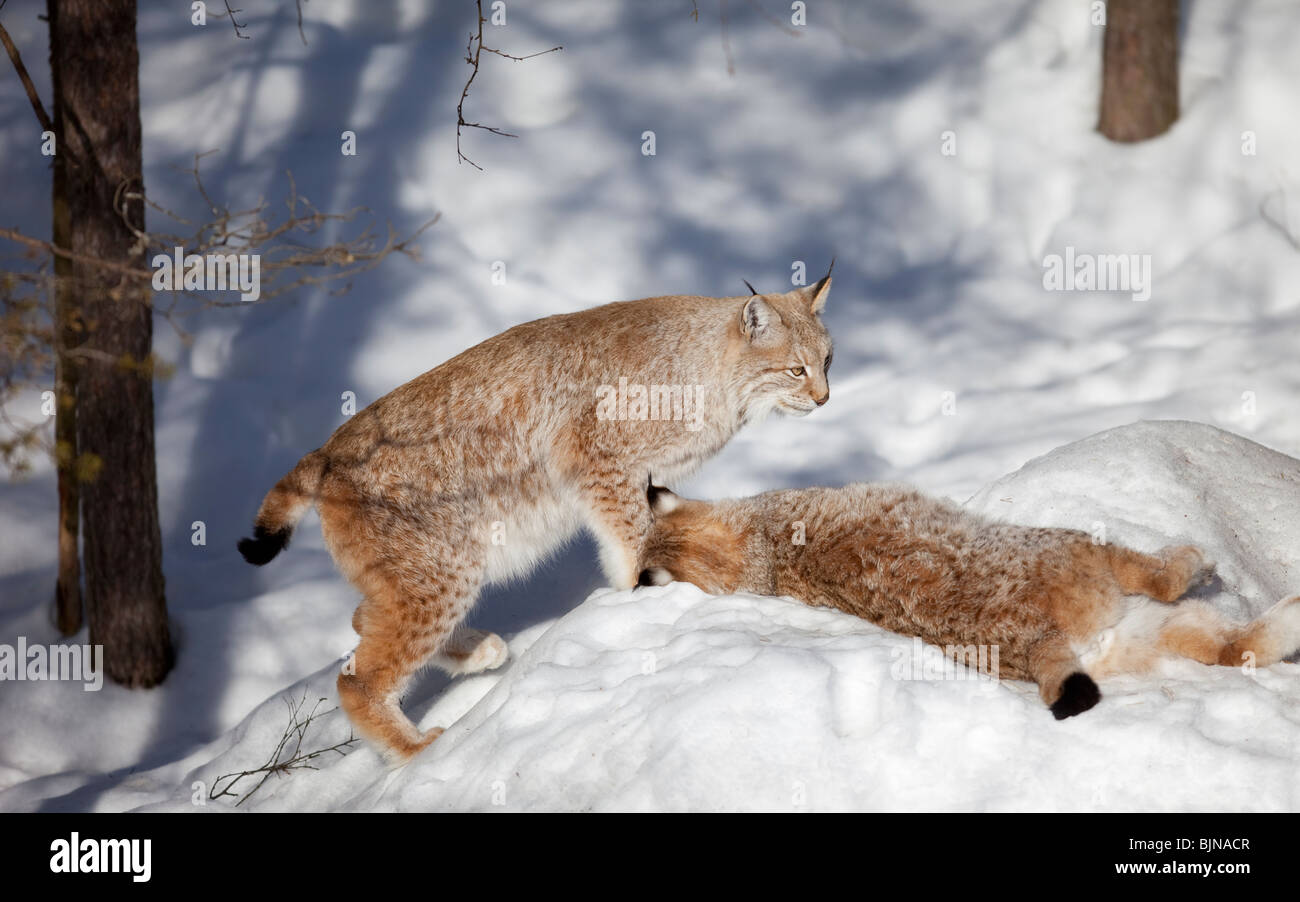 Scandinavian lynx hi-res stock photography and images - Alamy