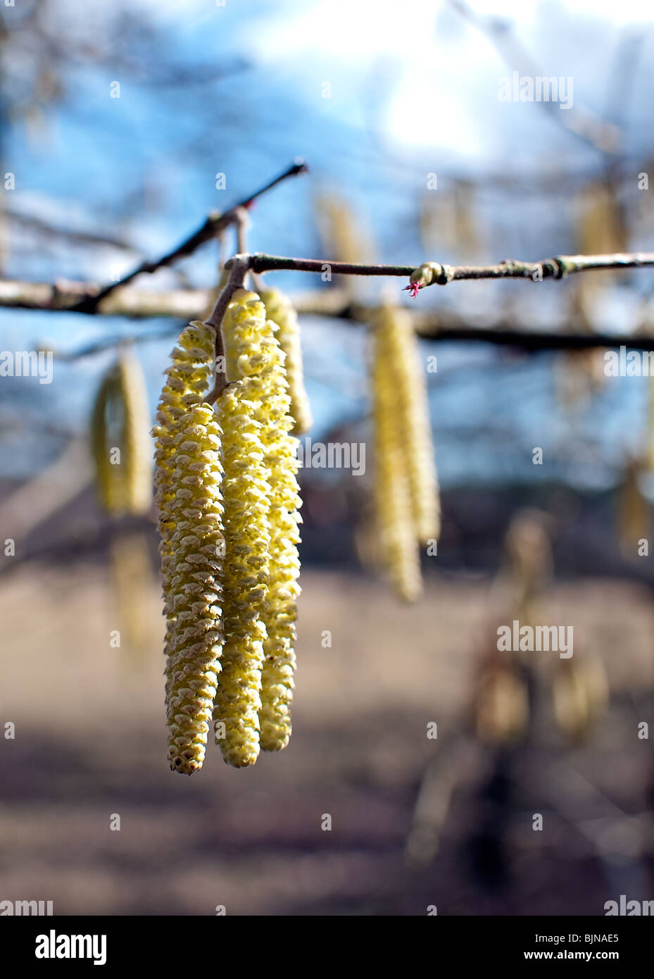 Pendulous catkins hi-res stock photography and images - Alamy