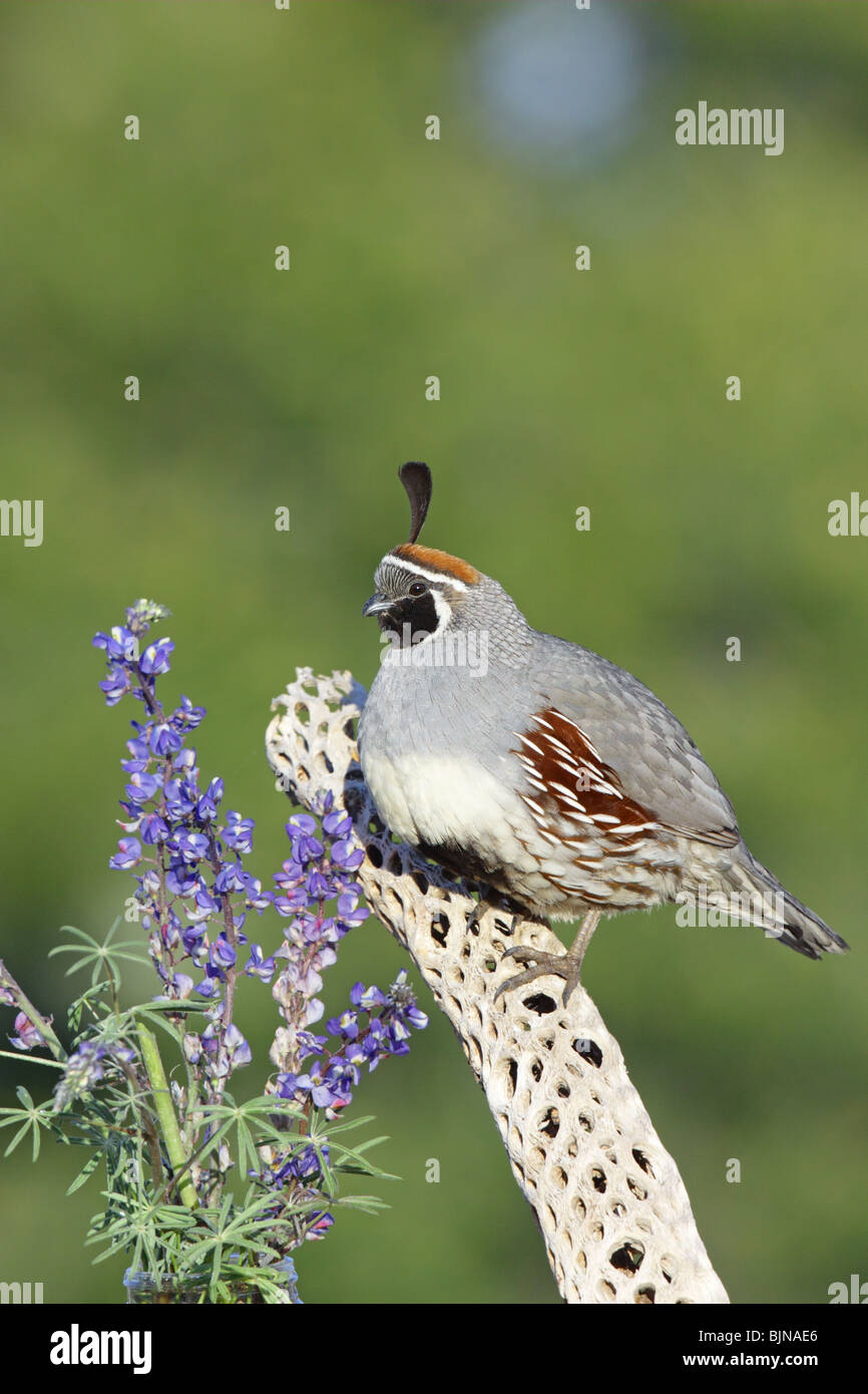 Gambels quail hi-res stock photography and images - Alamy