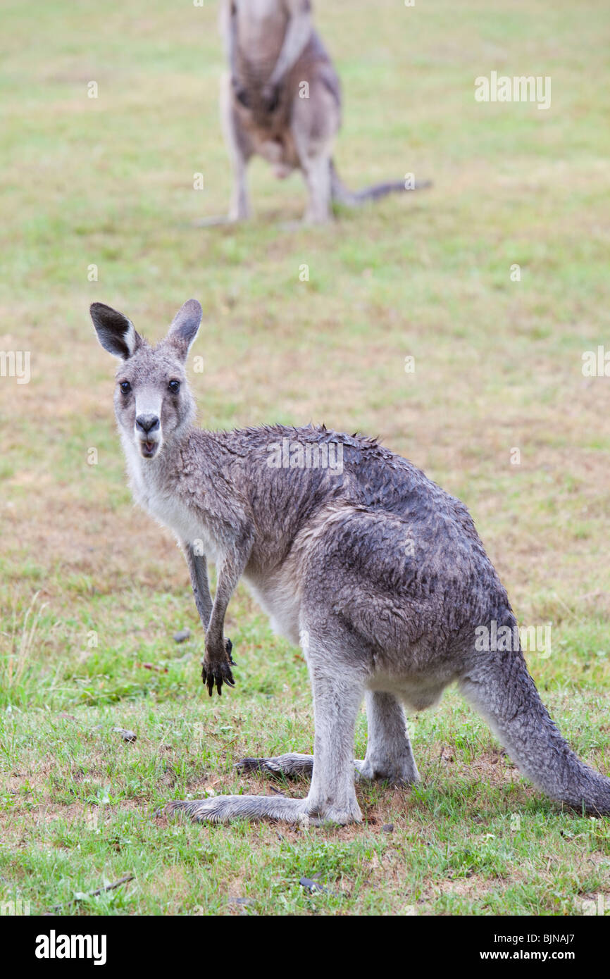 Real kangaroos hi-res stock photography and images - Alamy