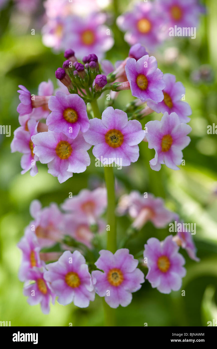Tall primrose hi-res stock photography and images - Alamy