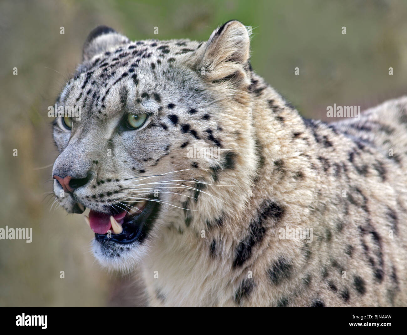 White leopards hi-res stock photography and images - Alamy