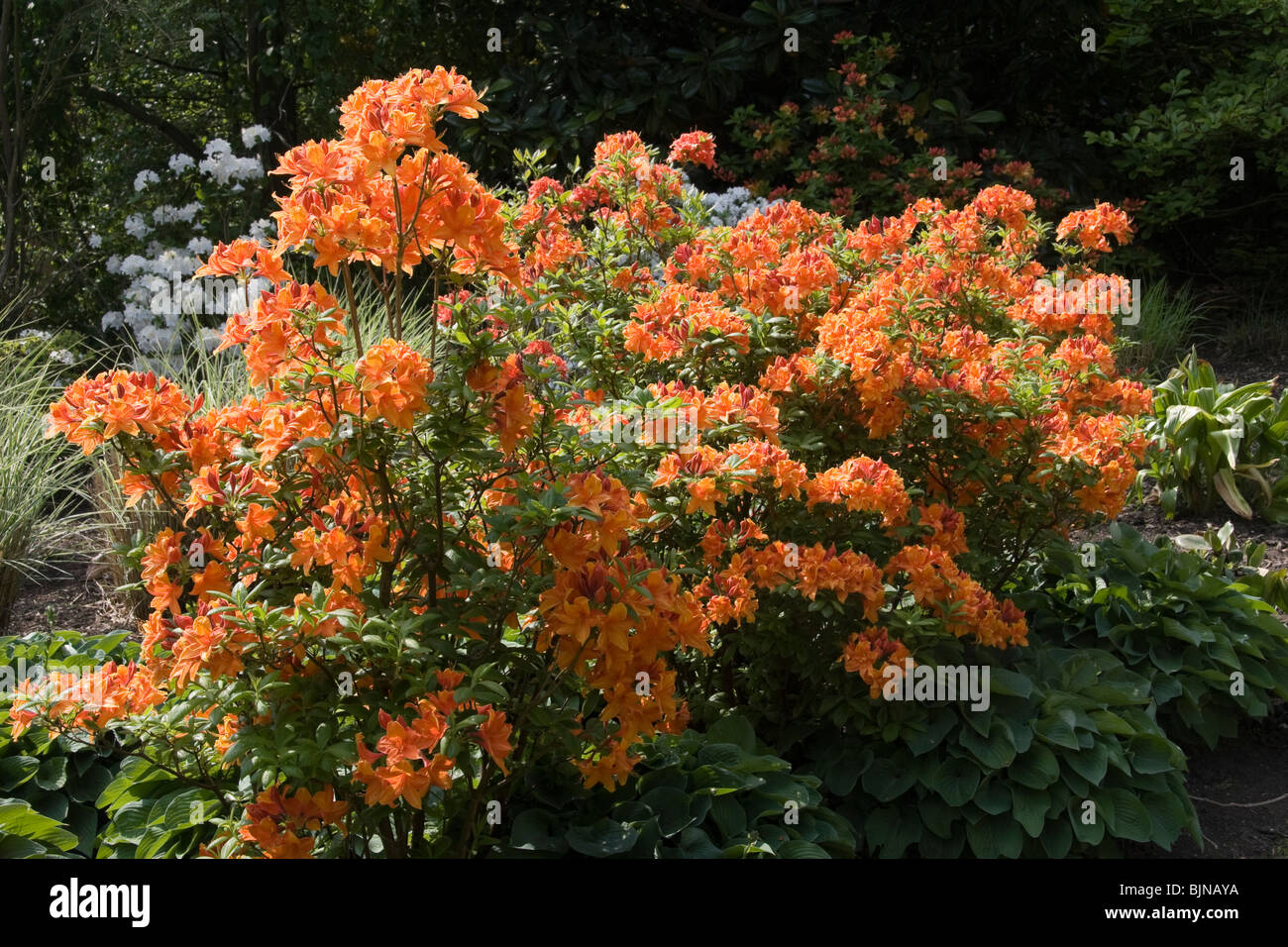 Azalea bush flowering May 2008 Stock Photo - Alamy