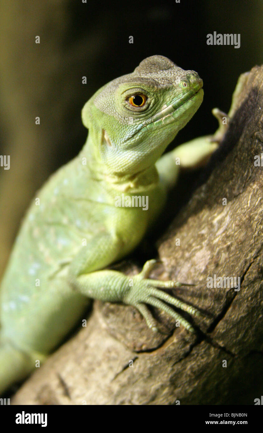 Basilisk lizards hi-res stock photography and images - Alamy
