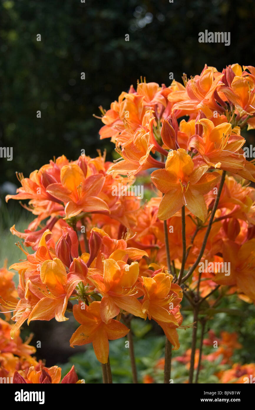 Orange azalea hi-res stock photography and images - Alamy