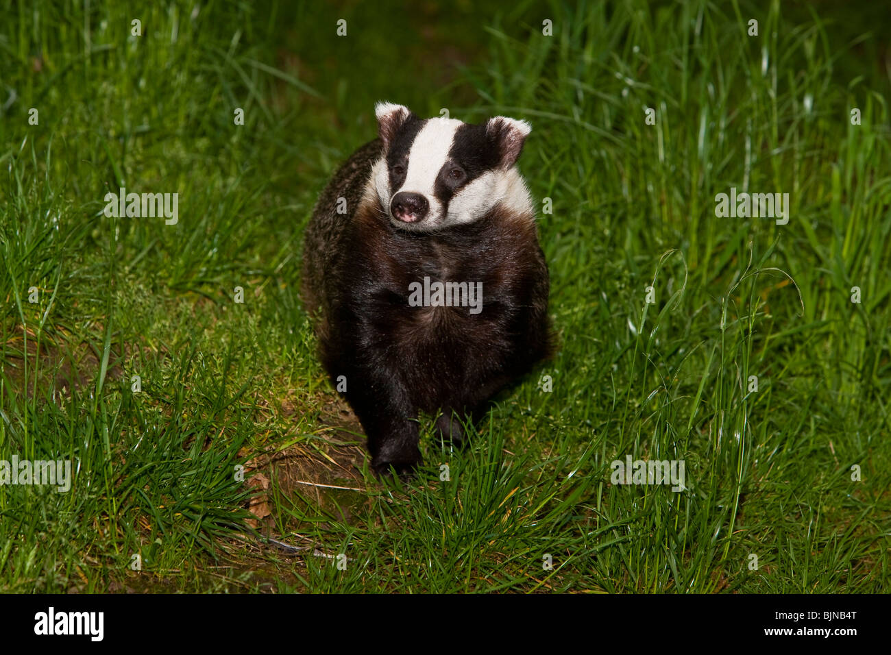 European Badger (Meles meles) Walking Through Grass Stock Photo - Alamy