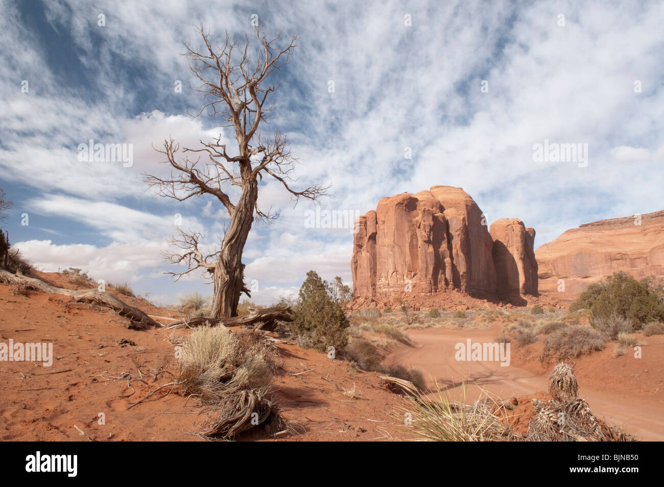 A lone, old tree in the desert at Monument Valley, Arizona Stock Photo ...