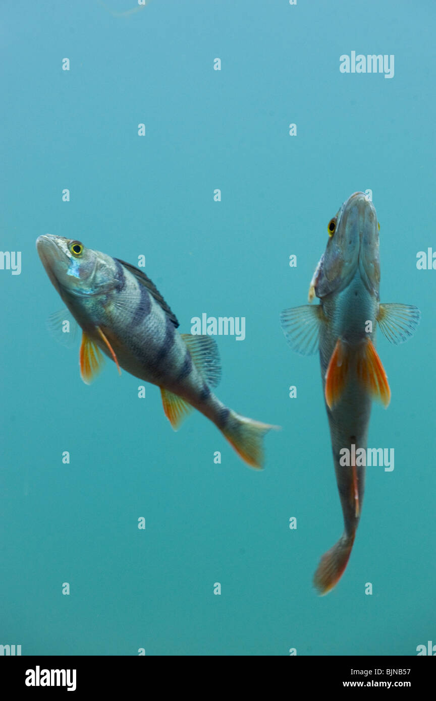 European perch (Perca fluviatilis Stock Photo - Alamy