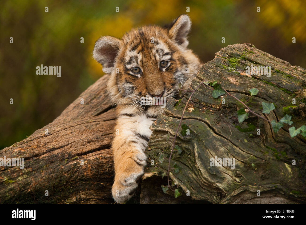 Siberian Tiger Cub on Log Stock Photo - Alamy