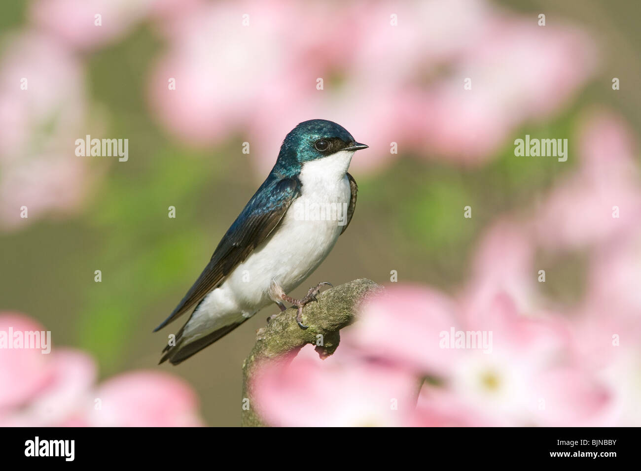 Swallows birds hi-res stock photography and images - Alamy