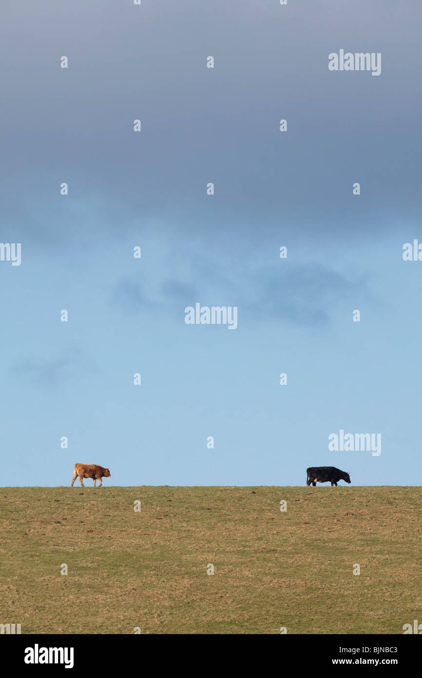 Two cows walking over a ridge Stock Photo - Alamy
