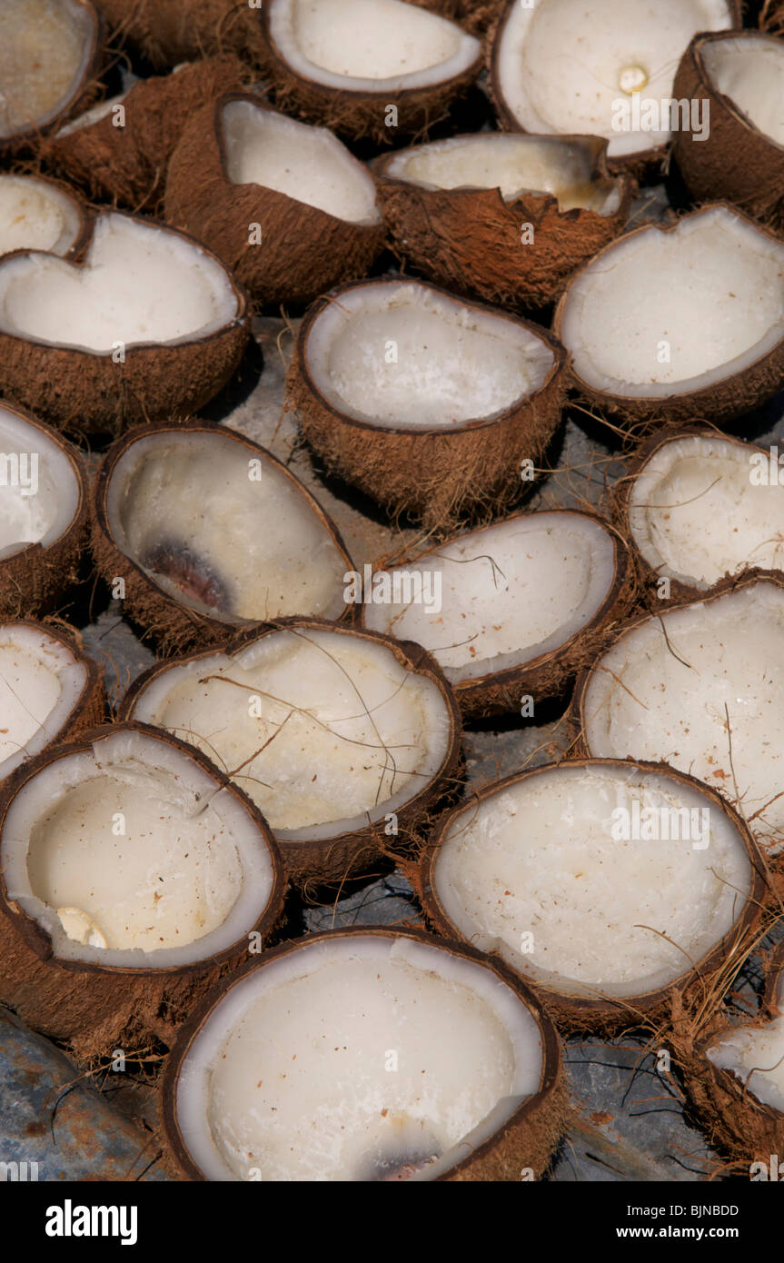 Coconuts drying in the sun in Koh Phangan Thailand Stock Photo - Alamy