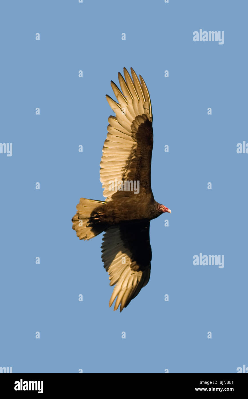 Turkey Vulture flying Stock Photo - Alamy