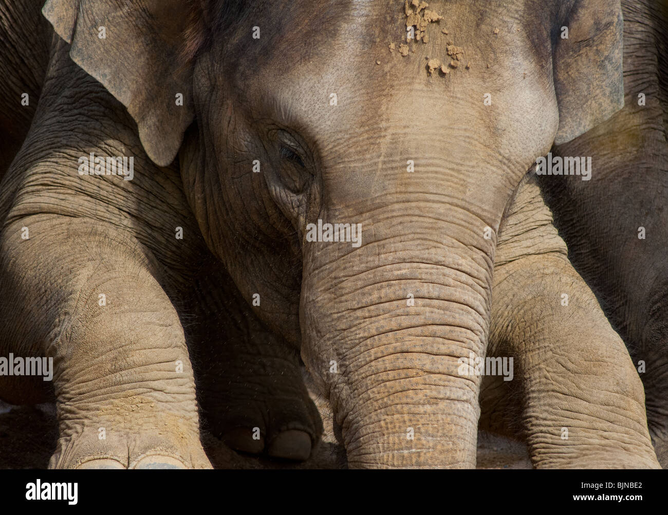 Elephant head front hi-res stock photography and images - Alamy