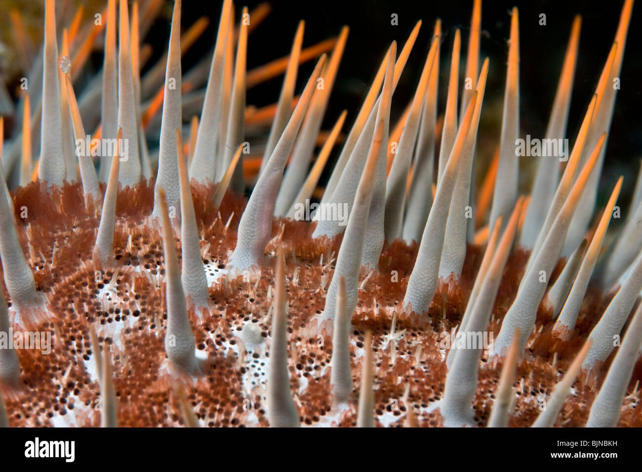 Close-up detail of Crown of Thorns starfish (Acanthaster planci ...