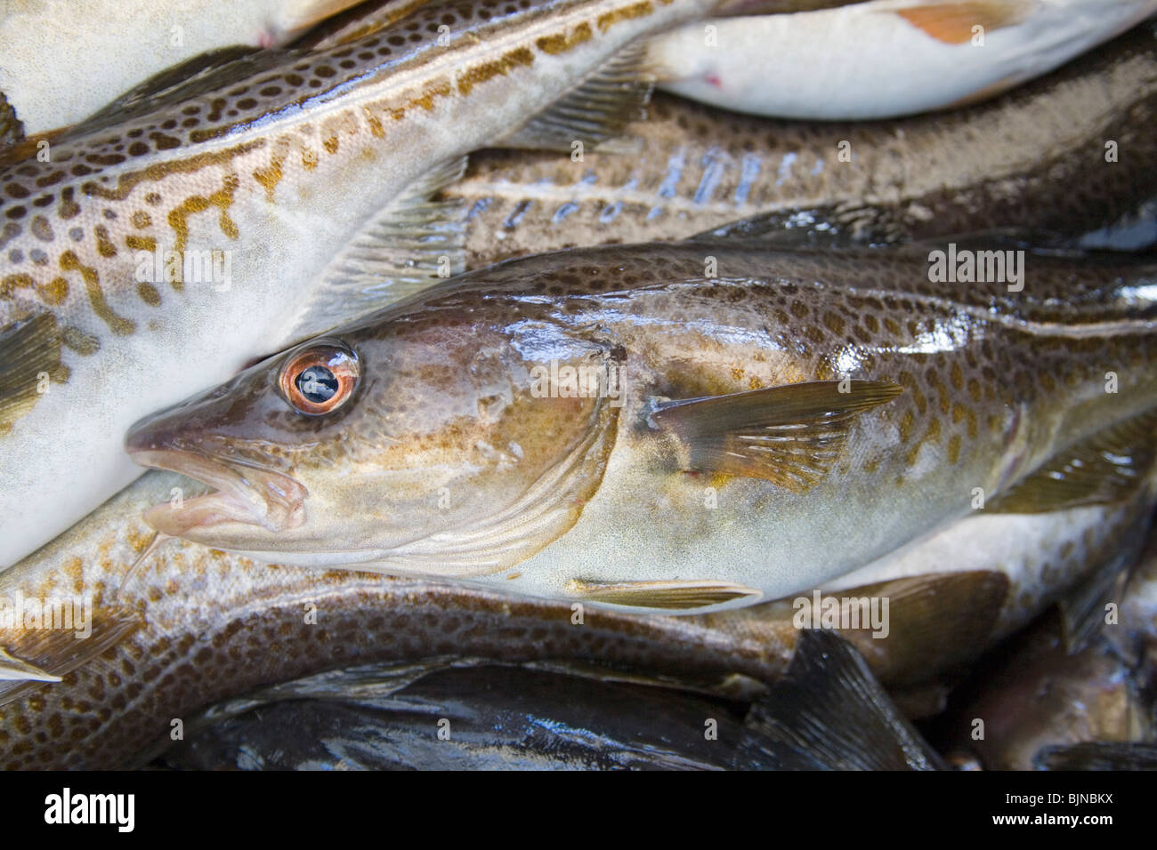 Burfiske hi-res stock photography and images - Alamy