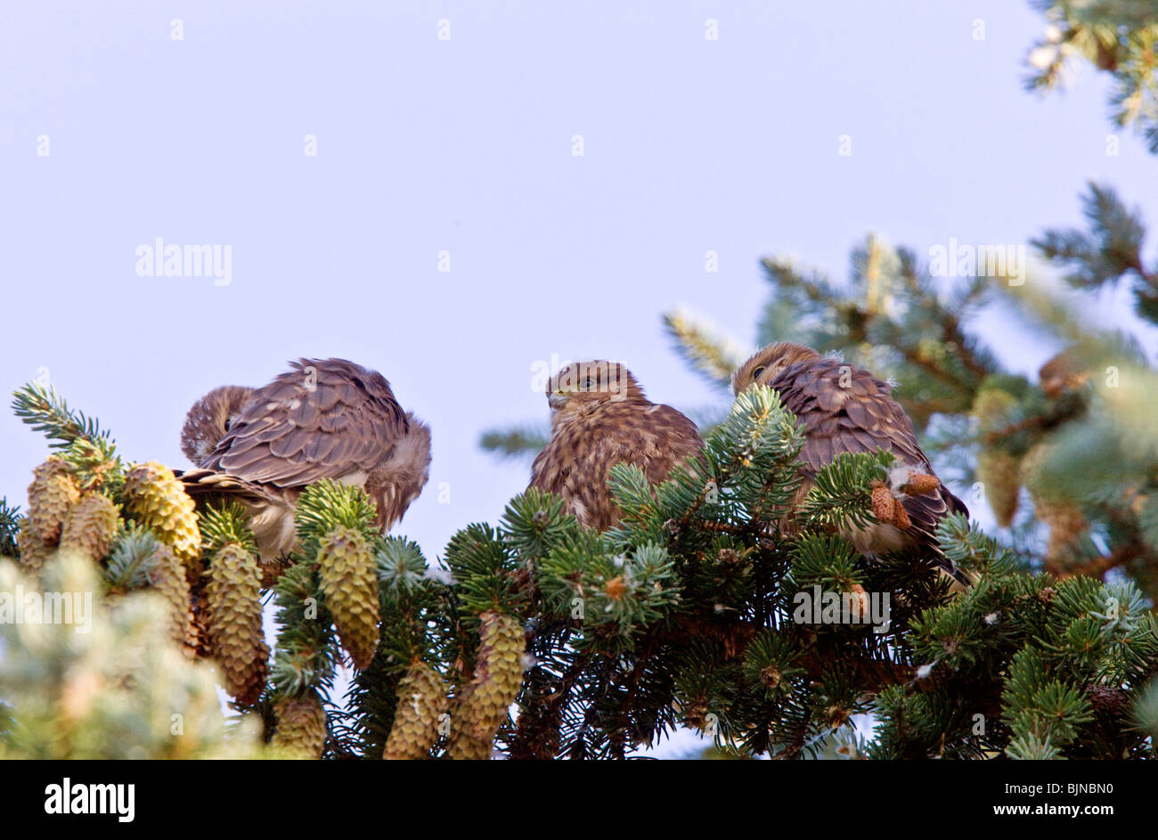 Hawk in pine tree hi-res stock photography and images - Alamy
