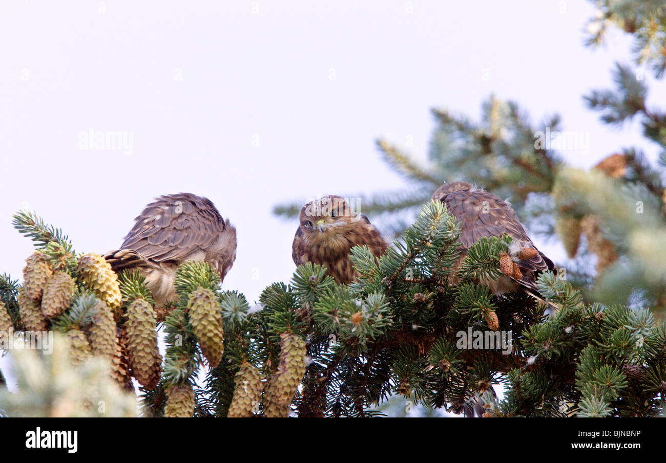 Hawk fledglings in pine tree Stock Photo - Alamy