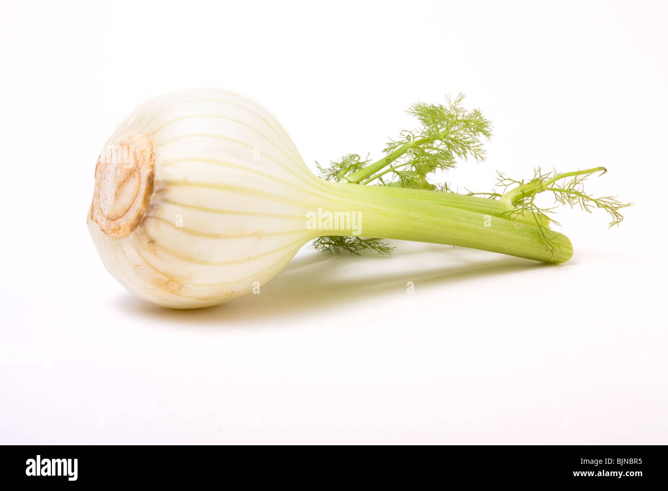 Close up of Single Fennel bulb against white background Stock Photo - Alamy