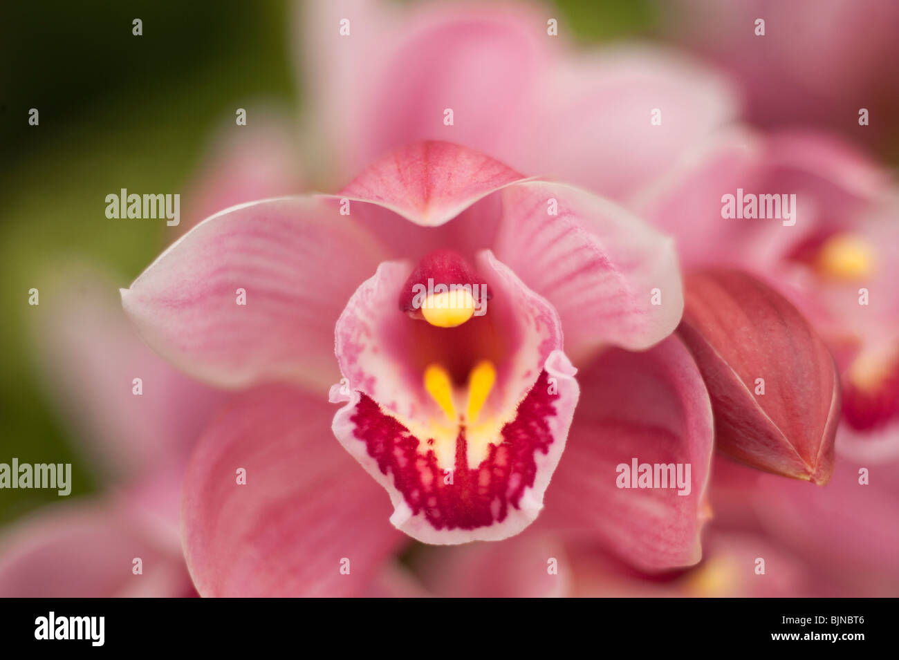 Orchid flower closeup Stock Photo - Alamy