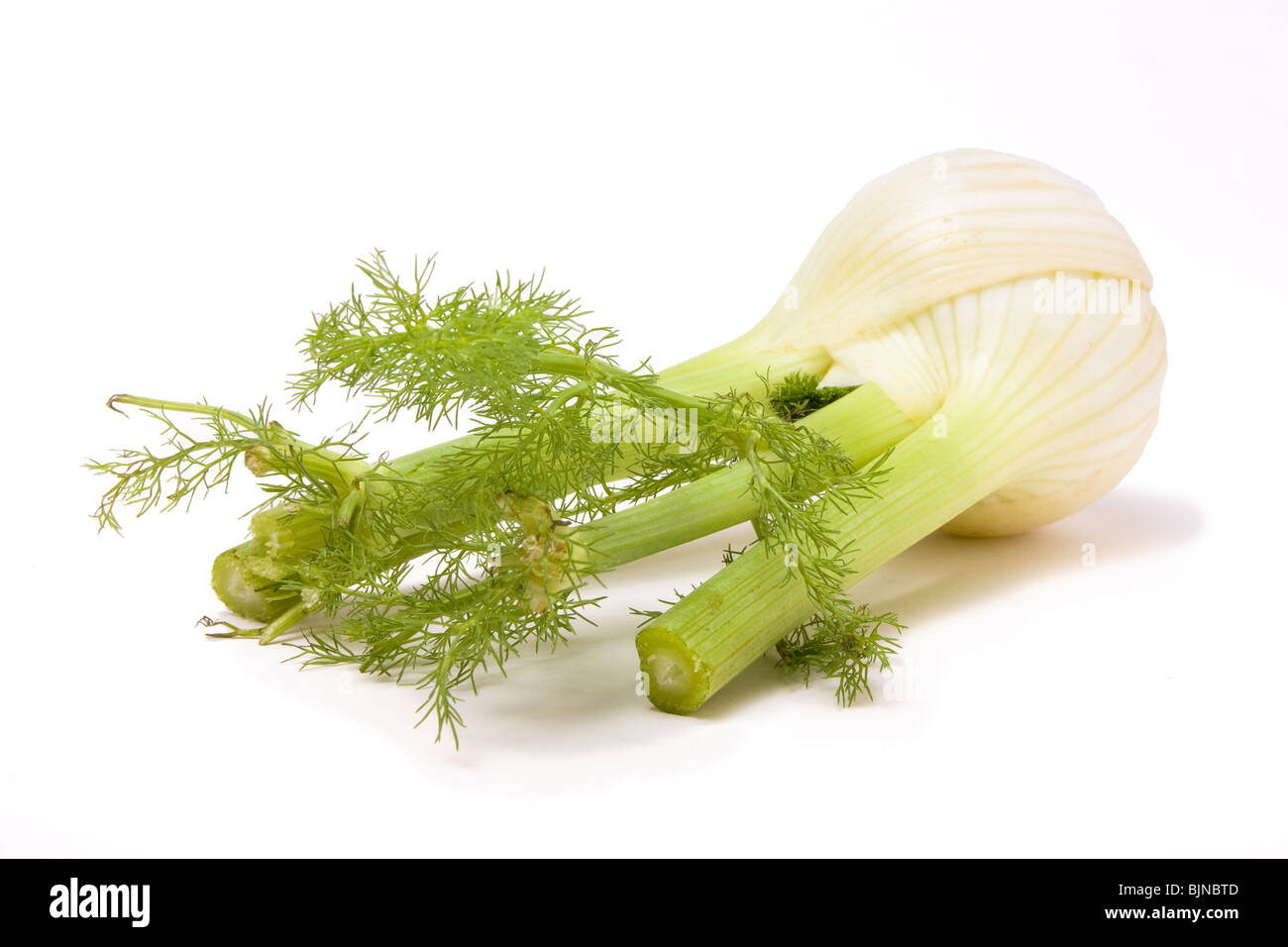 Close up of Single Fennel bulb against white background Stock Photo - Alamy