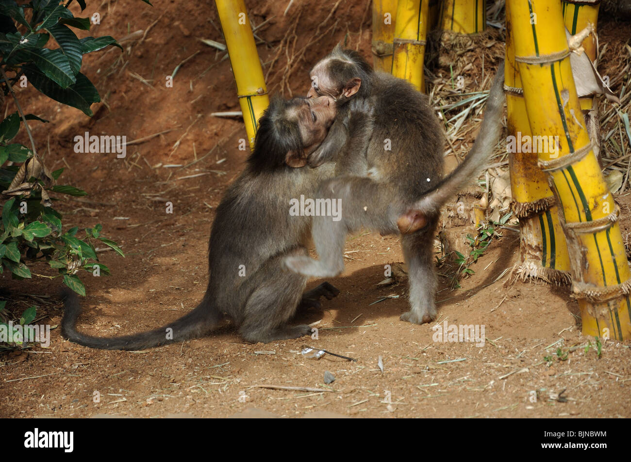 Bonnet Macaque monkeys in Kerala Wild Life Park, Kerala, South India ...