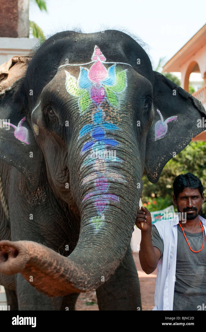Elephant, Candolim, Goa, India Stock Photo - Alamy