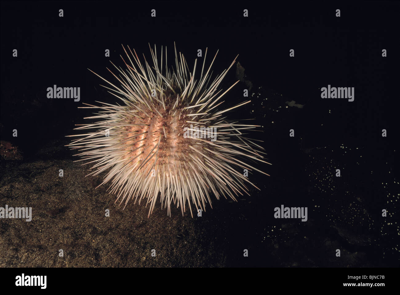 Echinus acutus, a species of sea urchins Stock Photo - Alamy