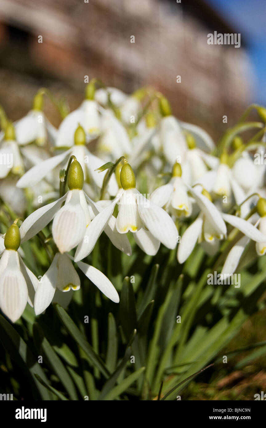 Snowdrops blue sky hi-res stock photography and images - Alamy
