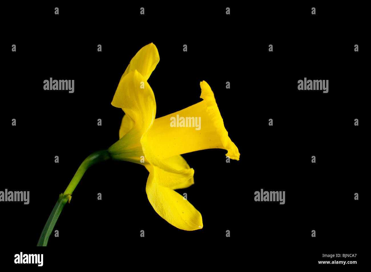 Side view daffodil flower narcissus hi-res stock photography and images ...