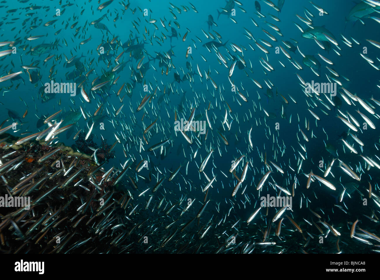 School of neon fusilier fish in the Similan Islands, Andaman Sea Stock ...
