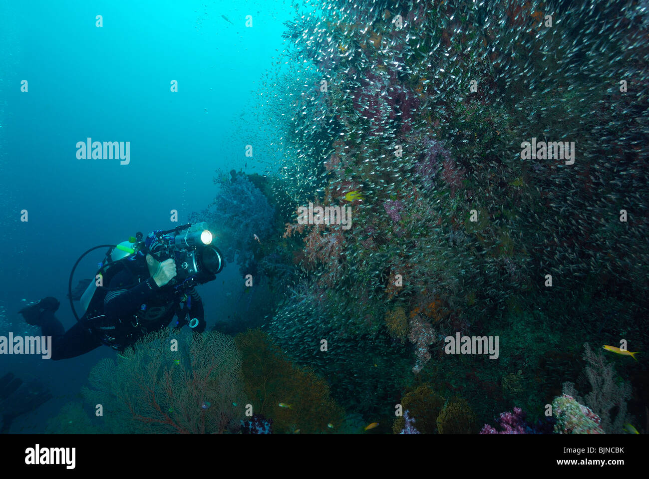 Shooting fish hi-res stock photography and images - Alamy