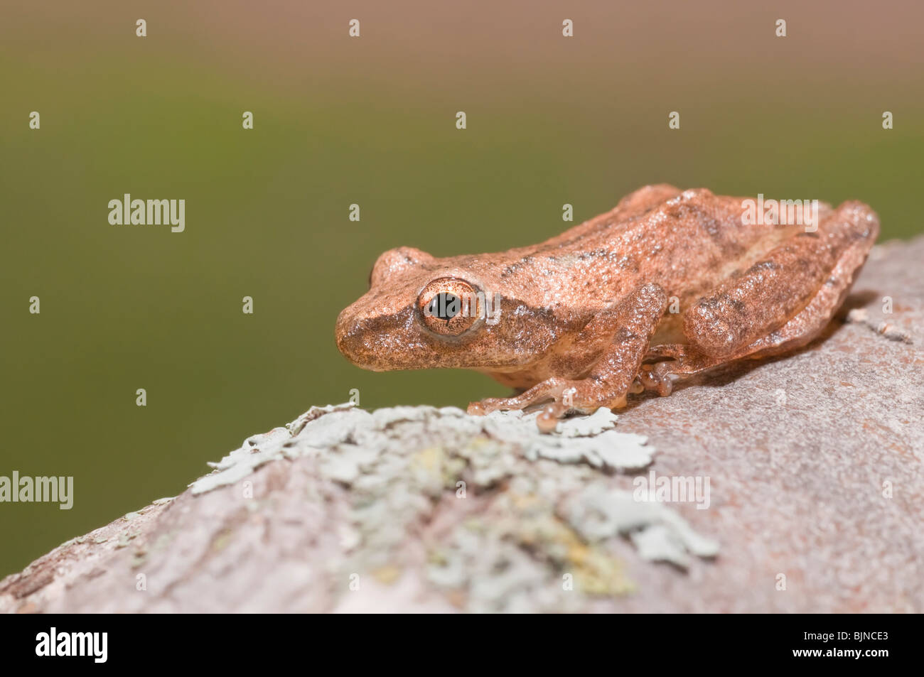 Spring peeper pseudacris crucifer hi-res stock photography and images ...