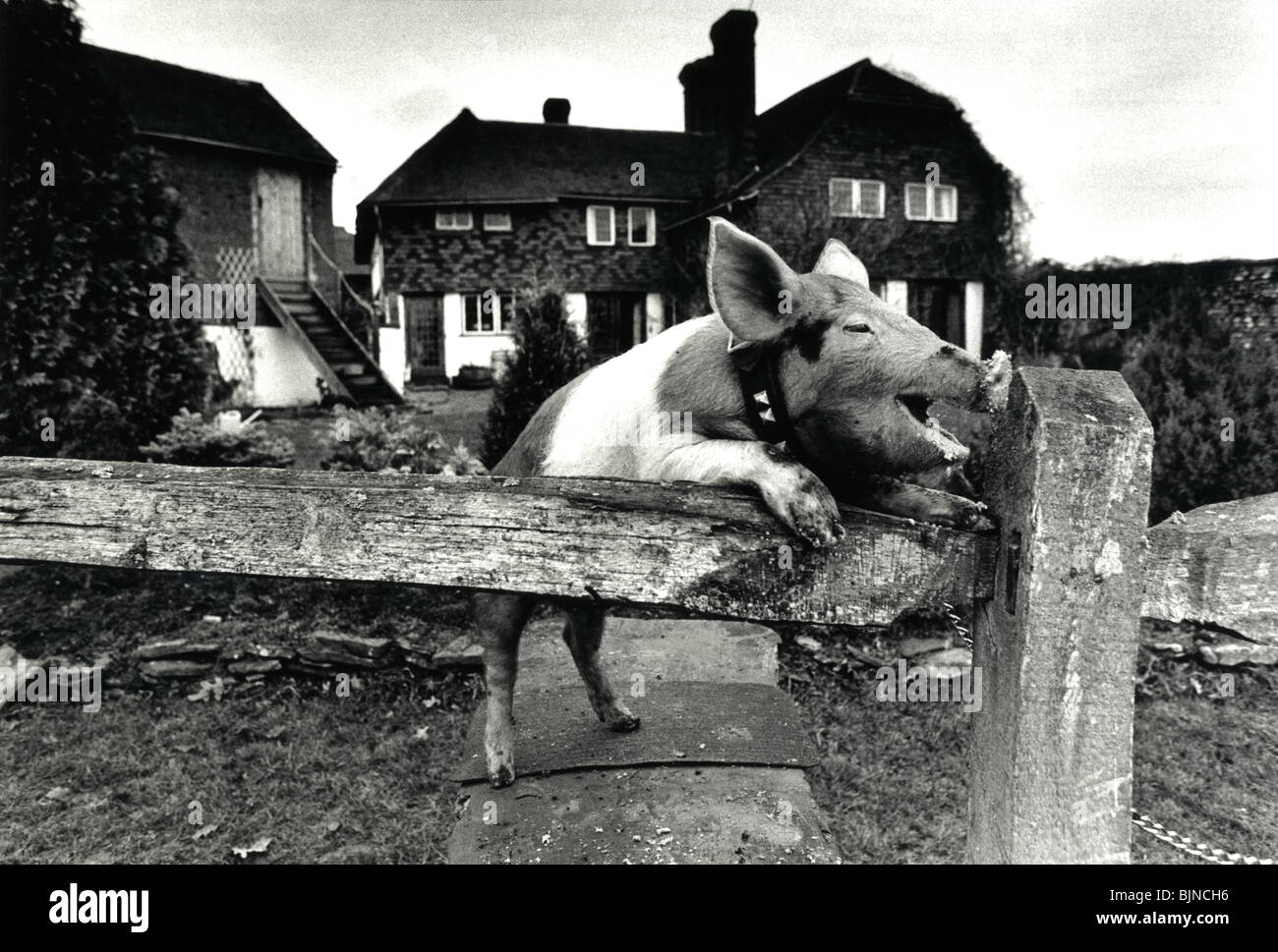 Clever little pig hi-res stock photography and images - Alamy